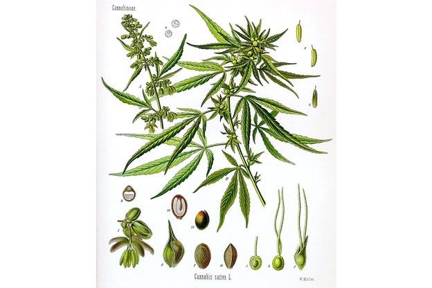 A polite suggestion for Minnesota's marijuana parties - LeftMN